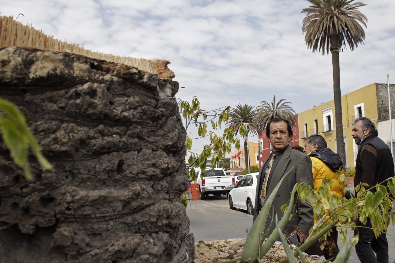 Ayuntamiento oculta y desconoce número de palmeras taladas en 2022 ...